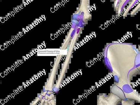 Coronoid Process Of Ulna Complete Anatomy