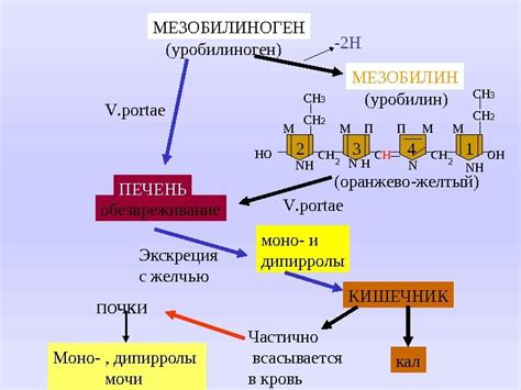 1. Распад гема. 2. Синтез гемоглобина. 3. Регуляция