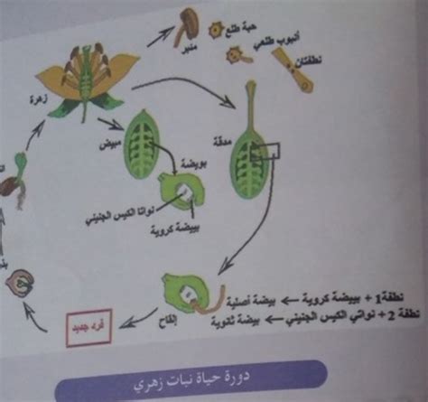 درس مفصل مميزات التكاثر الجنسي تعمق وفهم الموضوع بشكل أكبر