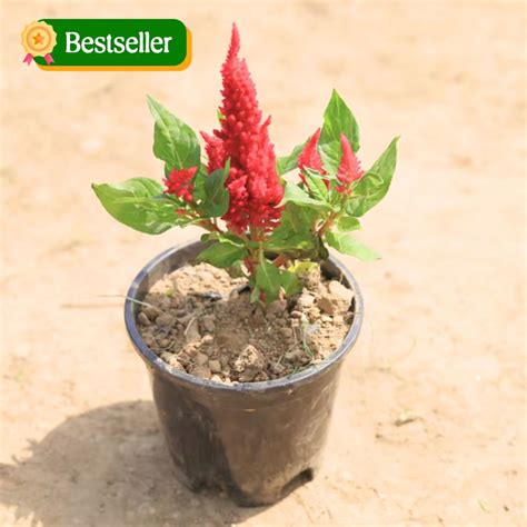 Free Next Day Delivery Cockscomb Orange In 5 Inch Elegant Plastic Pot Colour May Vary