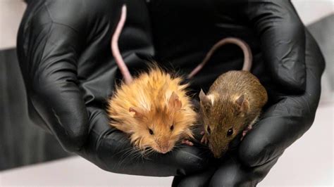 Scientists Genetically Engineer Woolly Mice