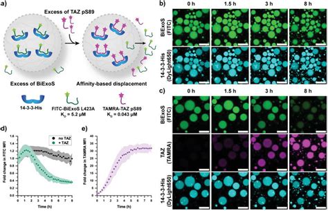 A Schematic Overview Of Affinity‐based Displacement Experiment