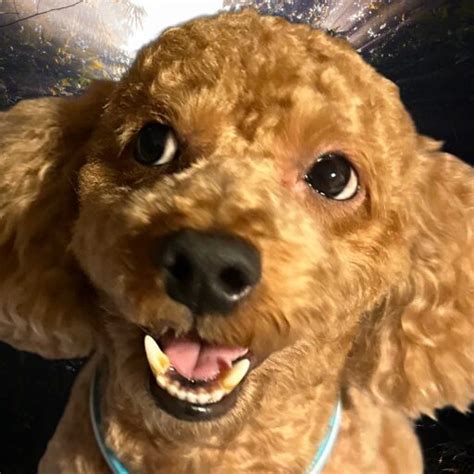 Homebrewでopenjdkのamazon Correttoをインストールする Dayone Lab