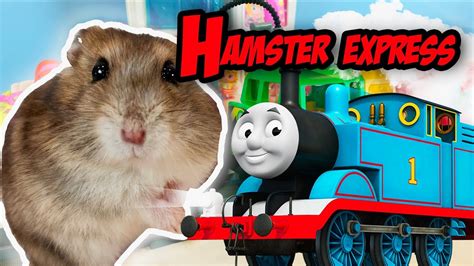 Hamster Express Train Journey 🚆🚉 Hamster Squad Youtube