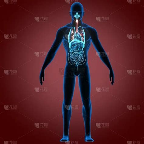 人体呼吸系统插图。3d渲染素材 花瓣网
