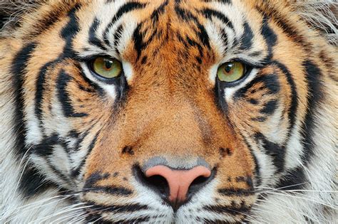 Tiger Poaching Facts