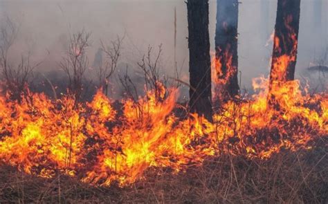 ФОТО Хуурайшилтын улмаас Сибирьд ойн түймэр ассан гэв News Mn