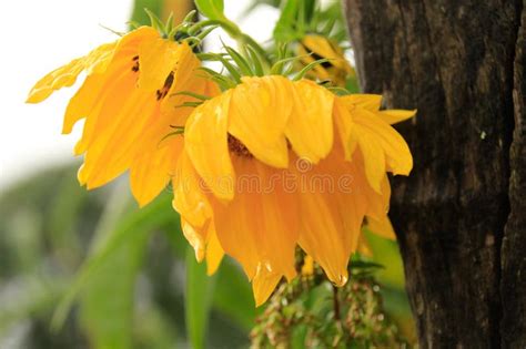 After Rain Droopy And Water Drips On Yellow Wildflowers Sad Flowers