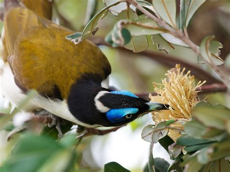 Do Birds Hibernate Surprising Answer Birdfact