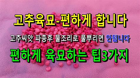 고추육묘 어렵지 않아요 쉽게 육묘하는 방법 고추씨앗파종후 물뿌리지 마세요 Youtube