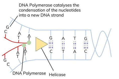 Dna Replication Biology Aqa A Level