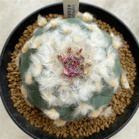 Rosie Cactus ️ ️ Rosie Cactus สนใจต้นไหน Dm 👈🏻 Facebook