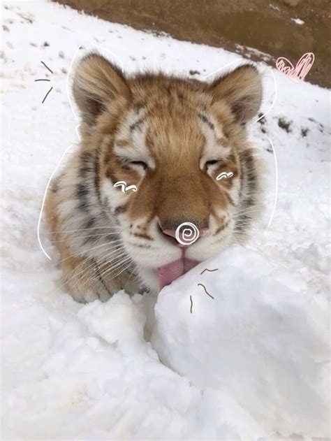 Adorable Tiger Cub In The Snow