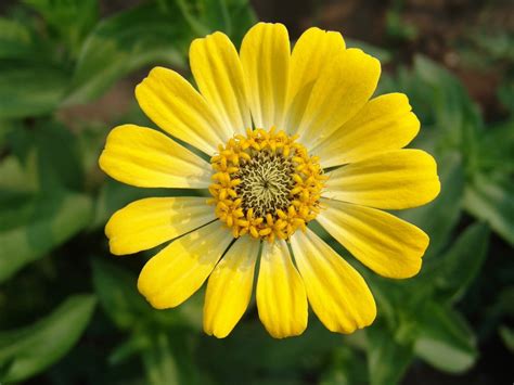 картинки поле луг лепесток цветение лето Трава ботаника Рыжих сад Флора Дикий цветок