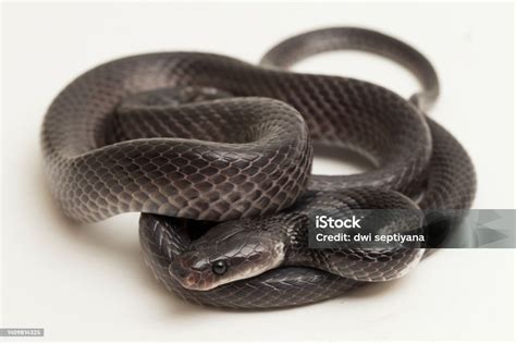 Whitebanded Wolf Snake Lycodon Subcinctus On White Background Stock