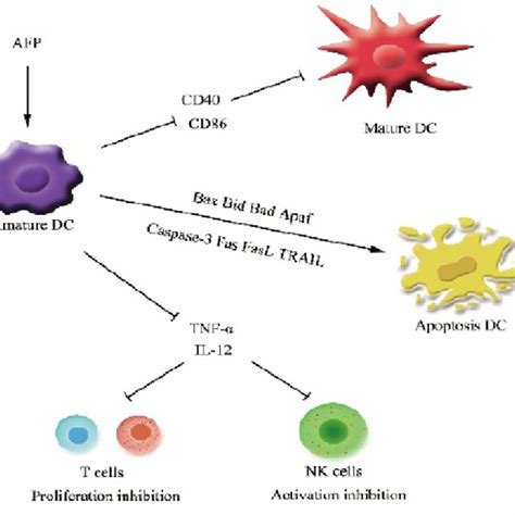 Schematic Representation Of The Mechanism Of AFP In The Development And Download Scientific