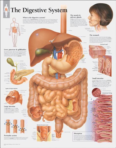 Digestive System Model Labeled