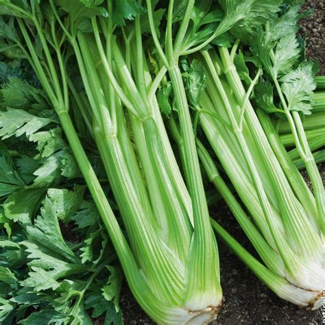 Céleri Branche Votre Potager