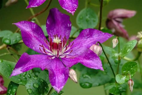 How To Grow And Care For Clematis Vine Plantglossary