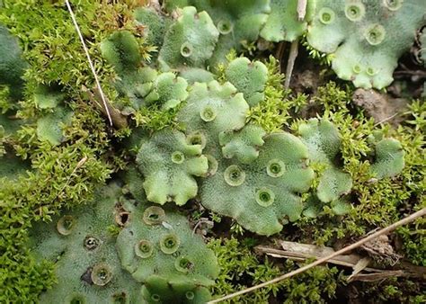 Bio Lab Practical 2 Flashcards Quizlet