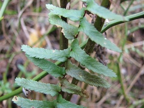 Asplenium Platyneuron Brownstem Spleenwort Ebony Spleenwort North