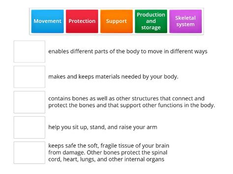 Functions Of The Skeletal System Match Up