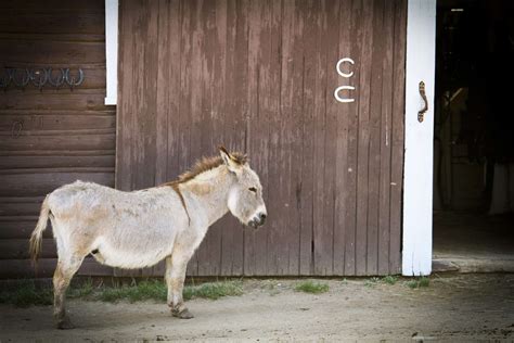 How Well Do You Know C Lazy U C Lazy U Ranch