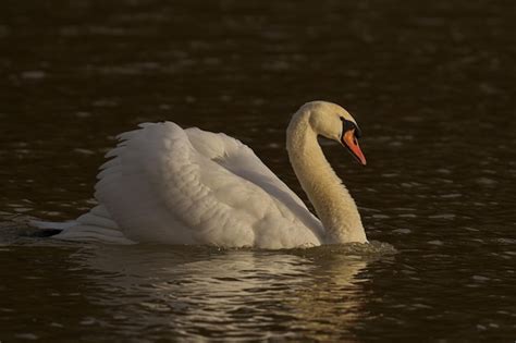 Premium Photo Closeup Of A Mute Swan Swimming In A Lake