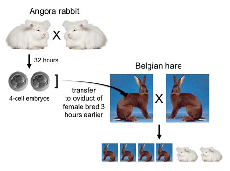 Rabbit Embryo