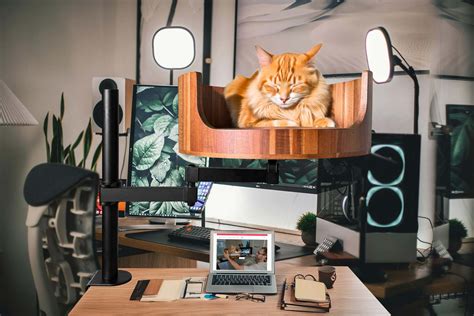 Cat Computers The Purrfect Tech For Feline Lovers Desk Cat Nest