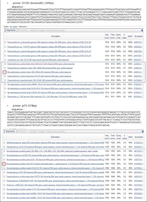 The Sequence Of The D1 D2 Domain Of Ribosomal Rna Gene Regions And Download Scientific Diagram