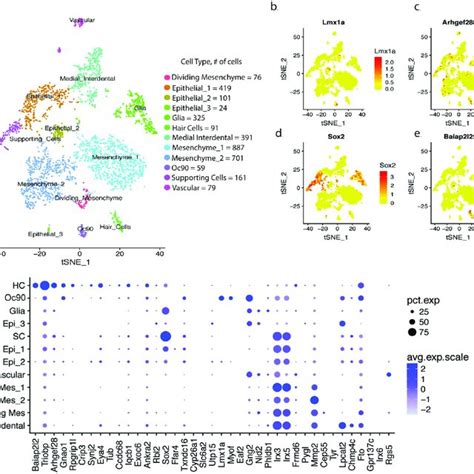 Single Cell Rna Seq Of Mouse Cochlea Reveals Cell Type Specific Download Scientific Diagram