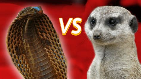 Mongoose Vs Cobra Whod Win In A Grudge Match Howstuffworks