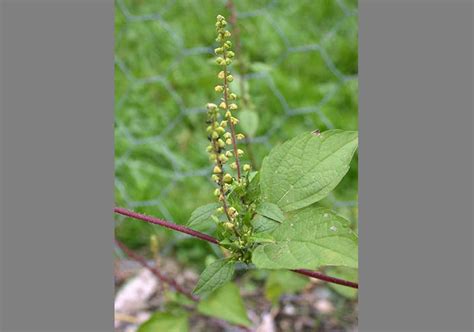 Common Ragweed Seed
