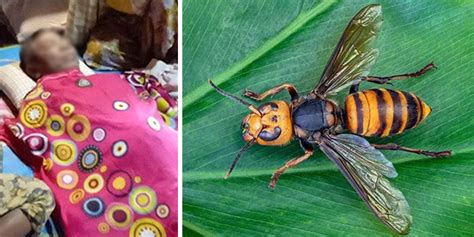 ရေးမြို့တွင် အမျိုးသား ၁ ဦး ပျားပဒူကောင်တုပ်ခံရပြီး သေဆုံး