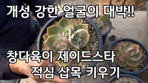 멋진 창다육이 적심 삽목 군생으로 키우기 제이드스타 번식 Youtube