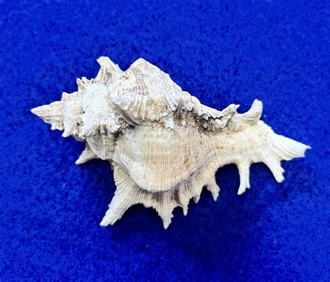 Murex Shell Marion Natural History Museum Murex Shell Marion Natural History Museum
