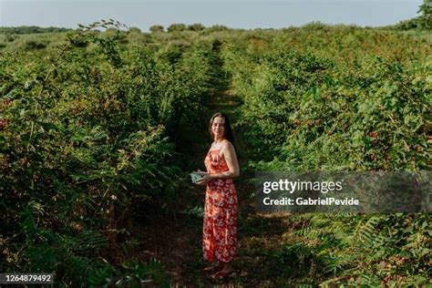 Blackberry Field Photos And Premium High Res Pictures Getty Images