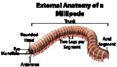 Millapedes Clip Art