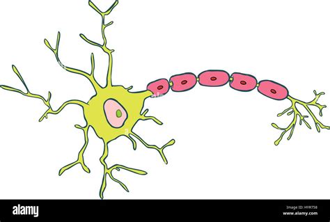 Neuron Unlabeled