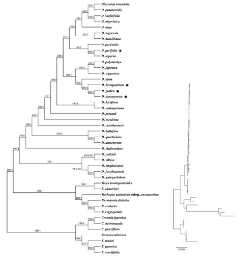 Phylogenetic Trees Inferred From Maximum Likelihood And Bayesian