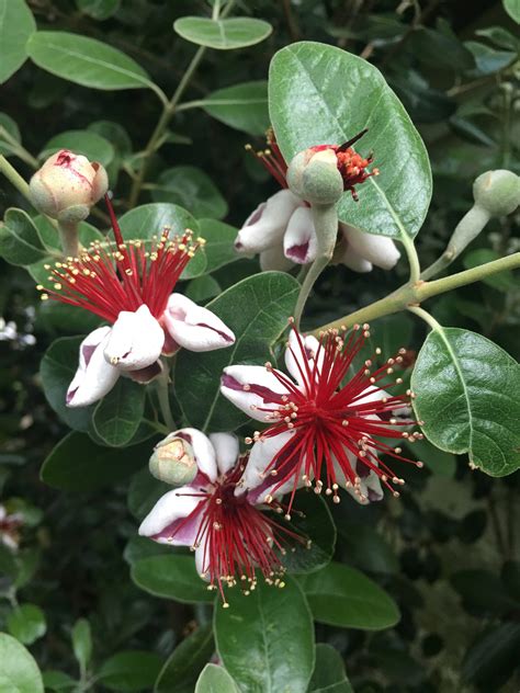 Feijoa Acca Sellowiana Xera Plants