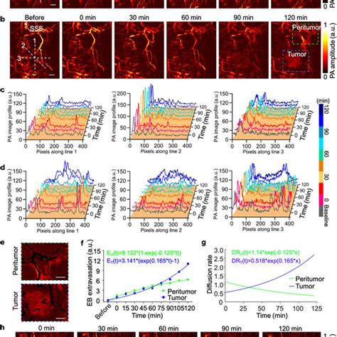 Liming Nie Professor Phd Guangdong Academy Of Medical Sciences