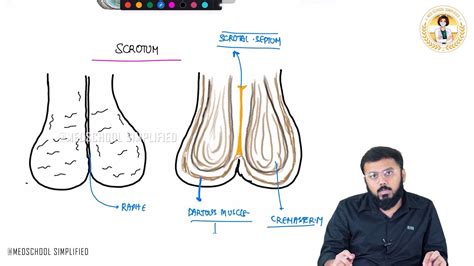 68 Anatomy Of Scrotum Layers Nerve Supply And Clinical Insights