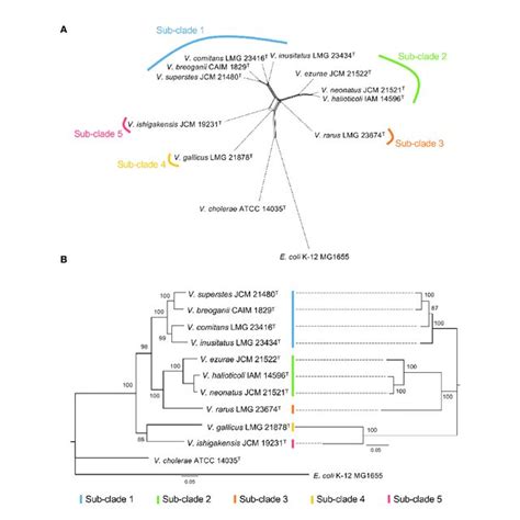 a split network of halioticoli clade based on concatenated