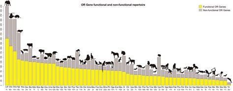 The Full Or Repertoire Of 58 Mammalian Genomes The Sequenced Genomes Download Scientific