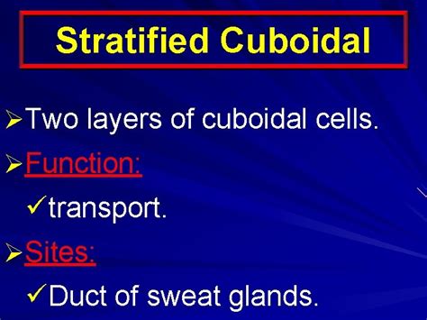 Epithelial Tissue Definition Tightlybound Contiguous Cells Forming Sheets