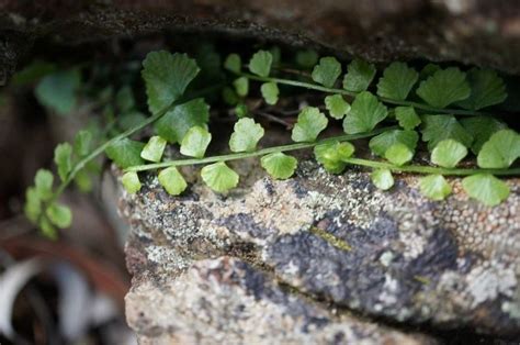 Asplenium Flabellifolium Alchetron The Free Social Encyclopedia