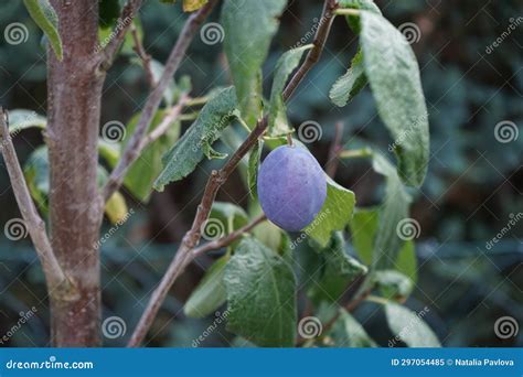 Columnar Plum Prunus Domestica Aroma Spur With Fruits Grows In August Berlin Germany Stock