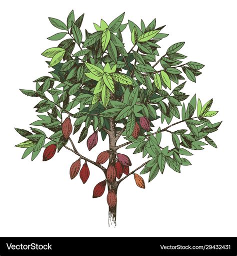 Hand Drawn Cocoa Tree With Ripe Fruits Royalty Free Vector Hand Drawn Cocoa Tree With Ripe Fruits Royalty Free Vector